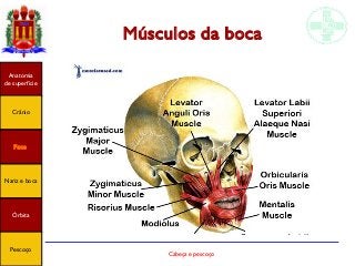 Músculos e ossos da cabeça | PDF