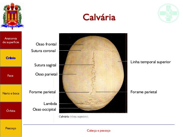 Músculos e ossos da cabeça