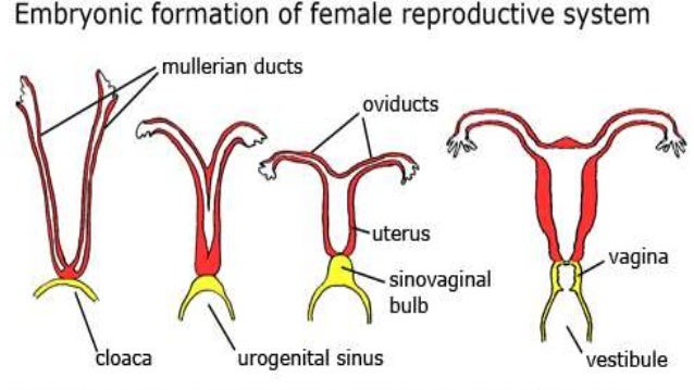 ABNORMALITY IN STRUCTURE OF UTERUS