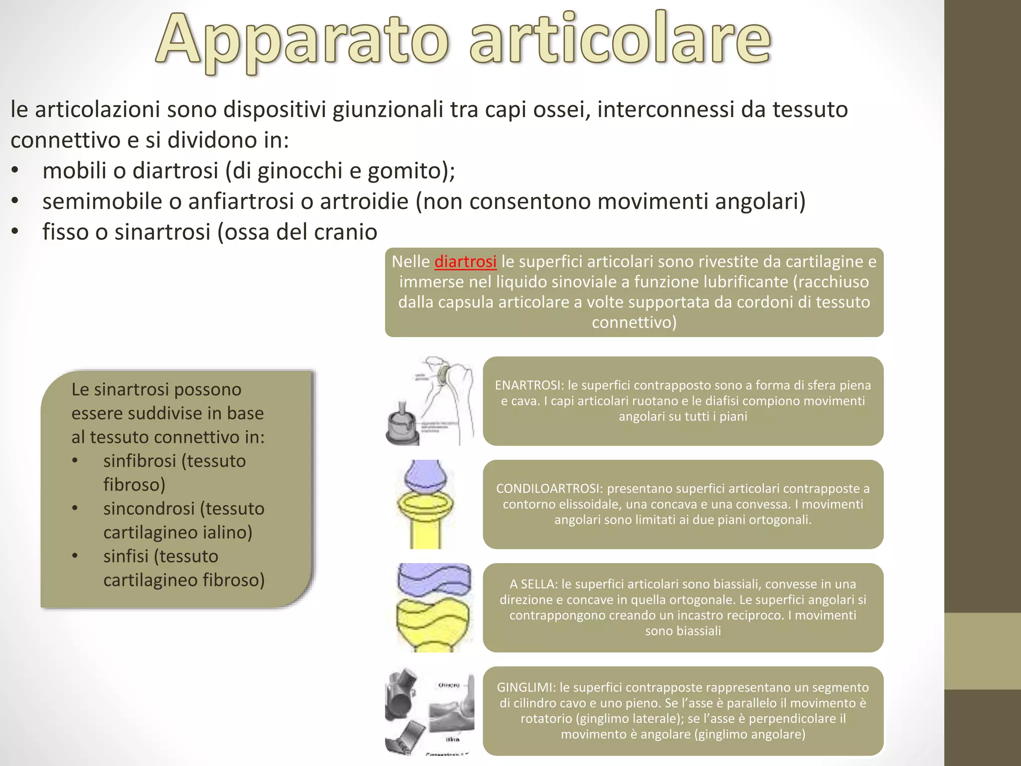 Apparato articolare | PPTX