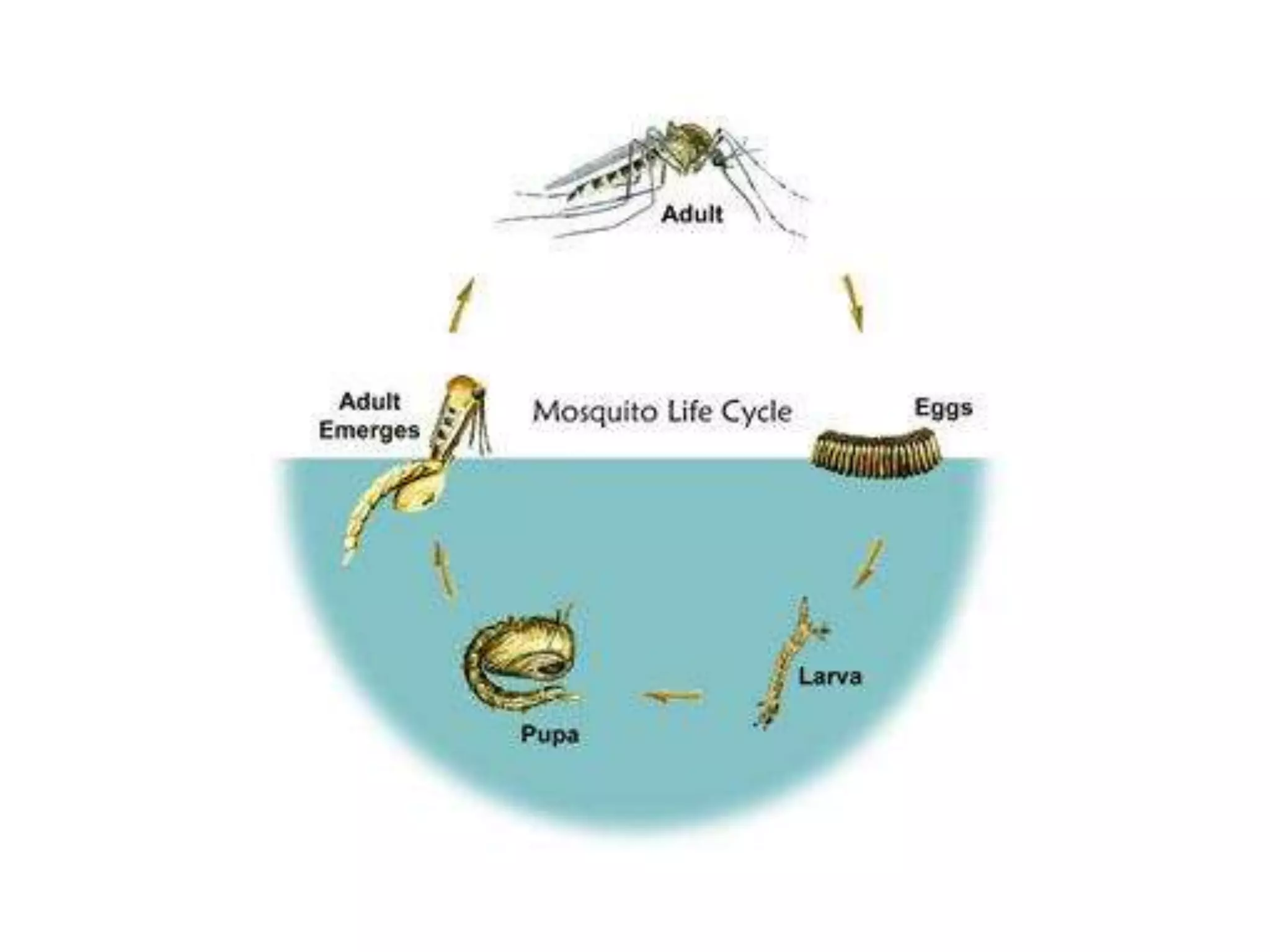 Medical Entomology - Mosquito | PPTX