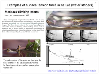 Surface Tension Examples In Nature
