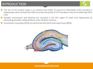 Multi-Electrode Array Technique - Characterization of LTP profiles in wt and ko mice | PPT