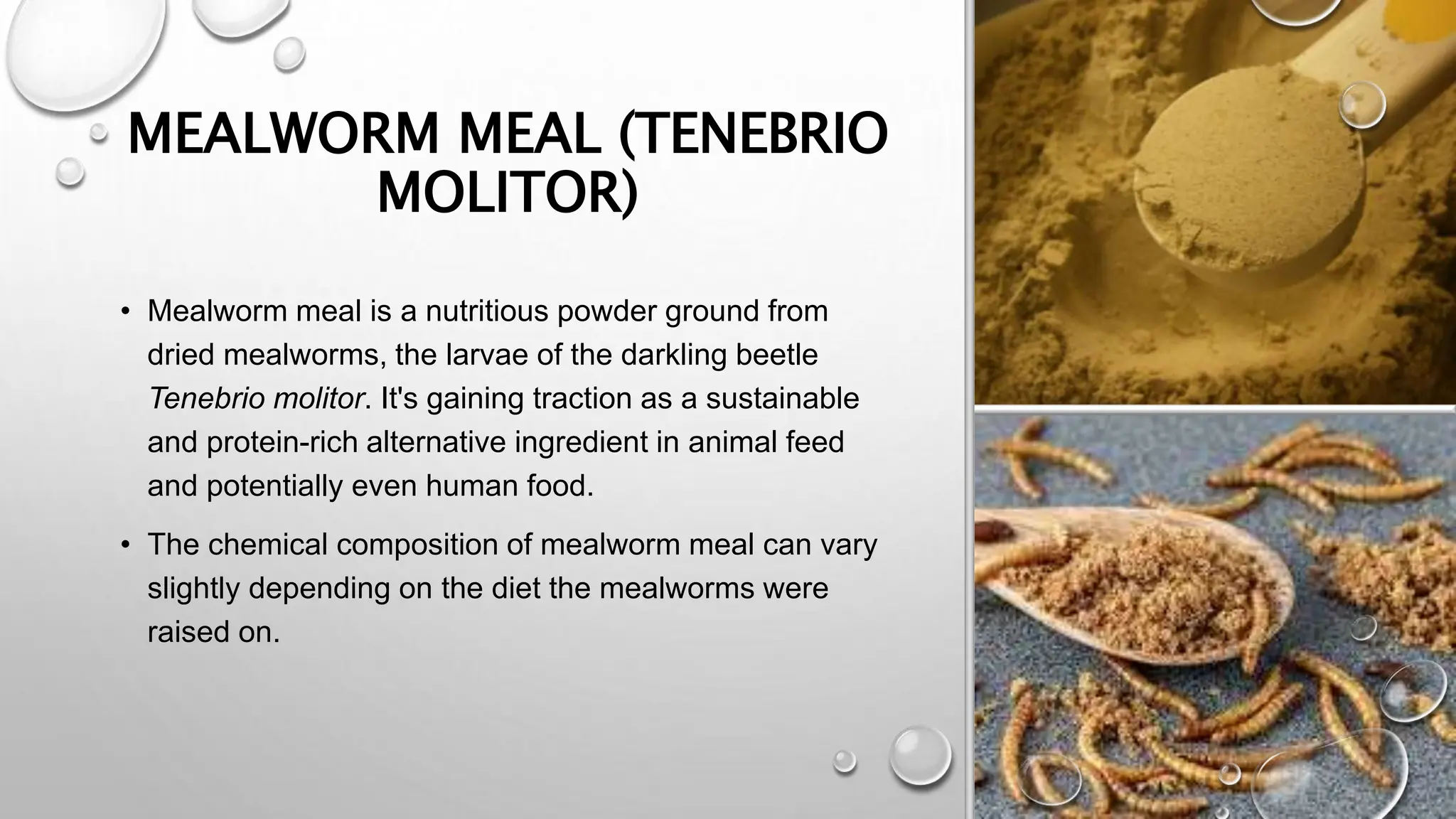 Mealworm as a sustainable Feed resource | PPTX