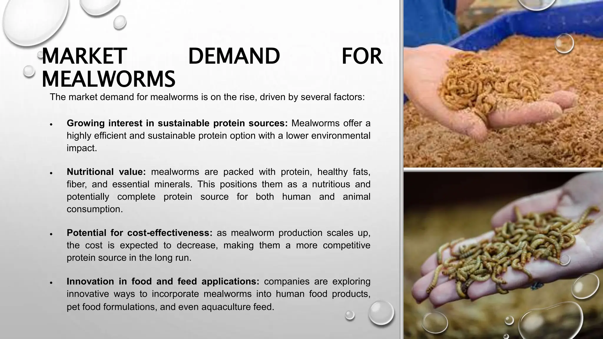 Mealworm as a sustainable Feed resource | PPTX