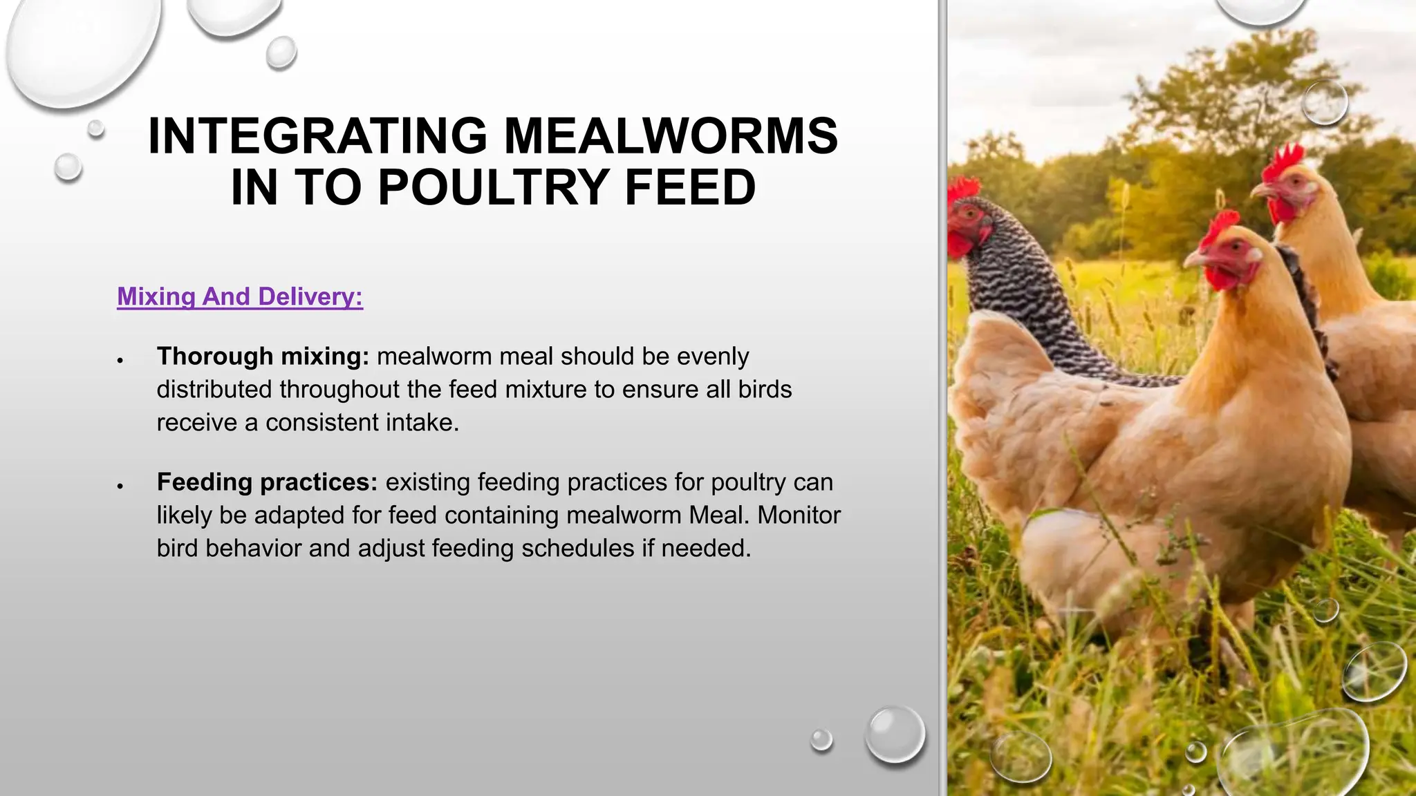 Mealworm as a sustainable Feed resource | PPTX