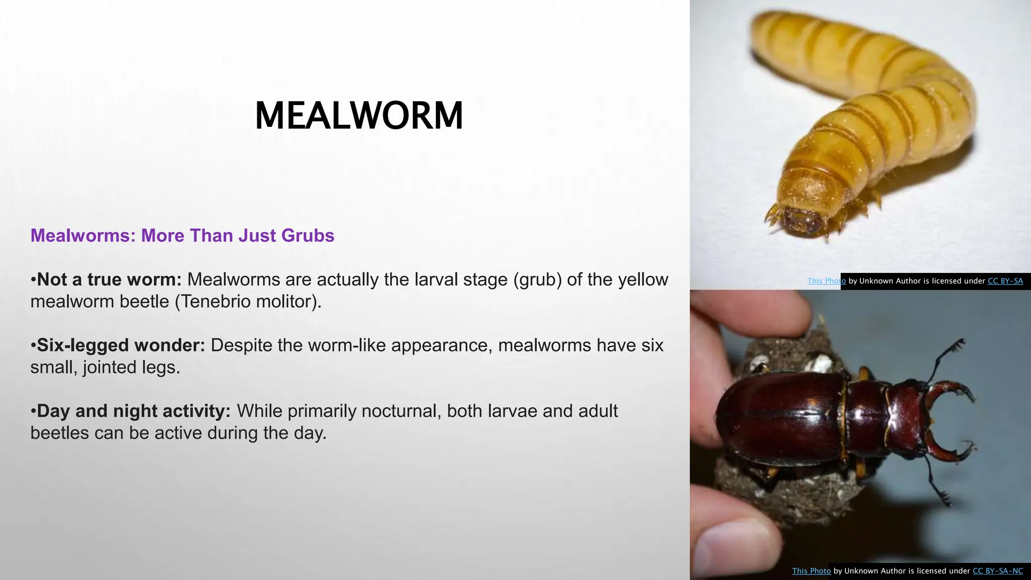 Mealworm as a sustainable Feed resource | PPTX