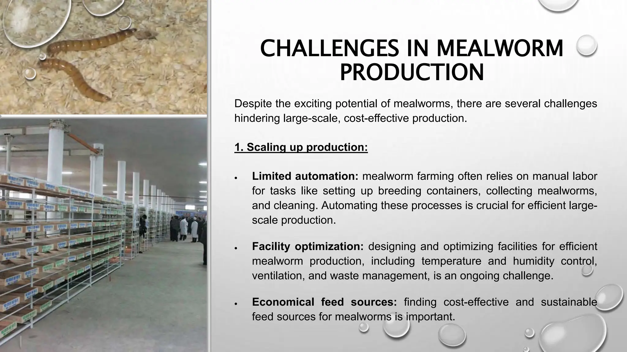 Mealworm as a sustainable Feed resource | PPTX