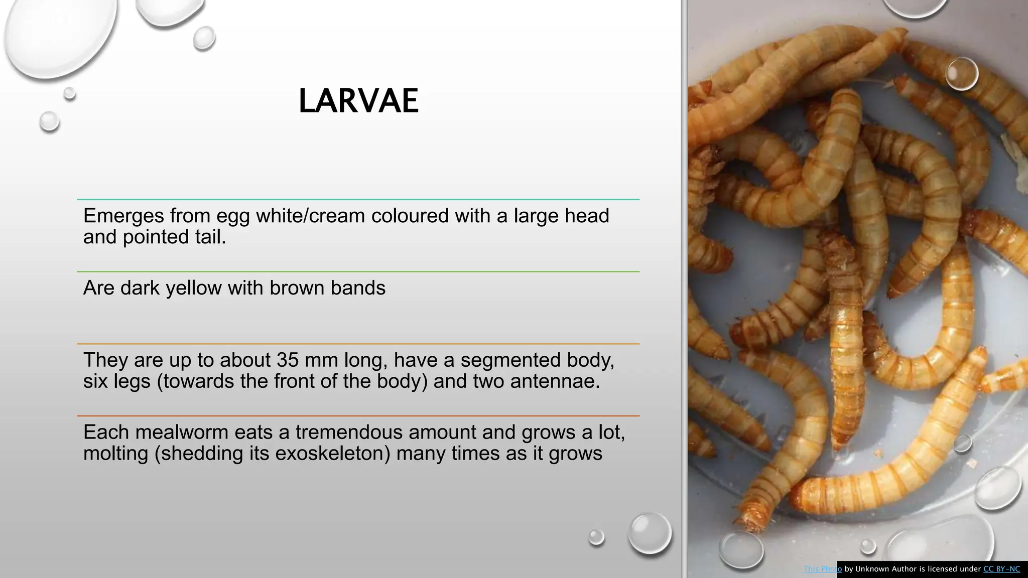 Mealworm as a sustainable Feed resource | PPTX