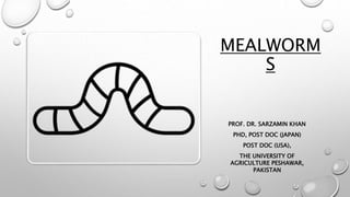 Mealworm as a sustainable Feed resource | PPTX