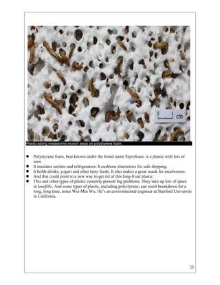 Mealworms chow down on plastic | PDF