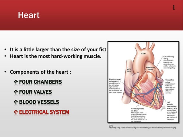 Mean cardiac axis (cardiac vector) | PPT