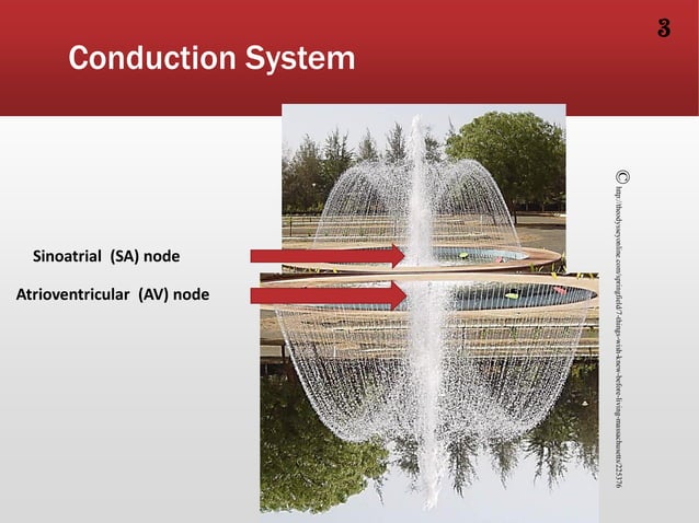 Mean cardiac axis (cardiac vector) | PPT