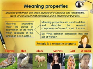 Meaning relations and properties | PPT
