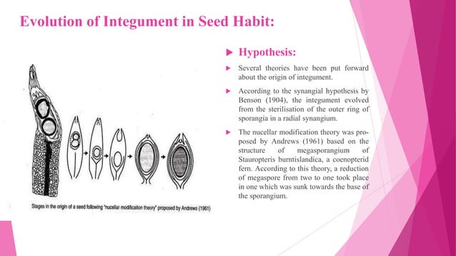 Meaning of seed habit of pre ovule | PPTX | Biological Sciences | Science