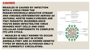 Measles Life Cycle