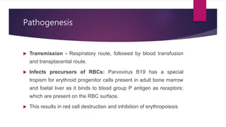 measles and parvovirus ppt.pptx