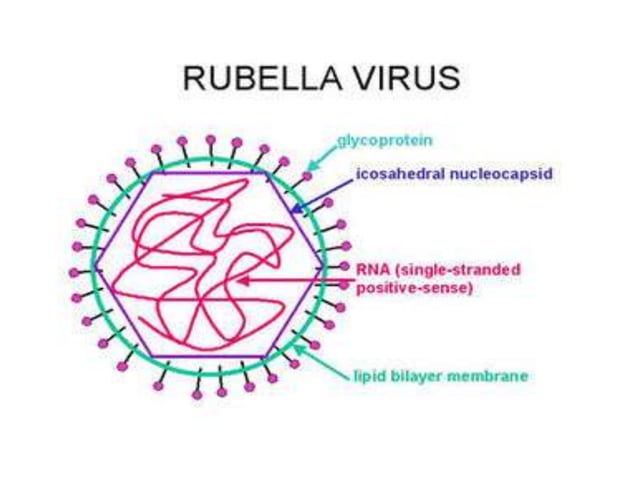 Measles, mumps, rubella | PPTX