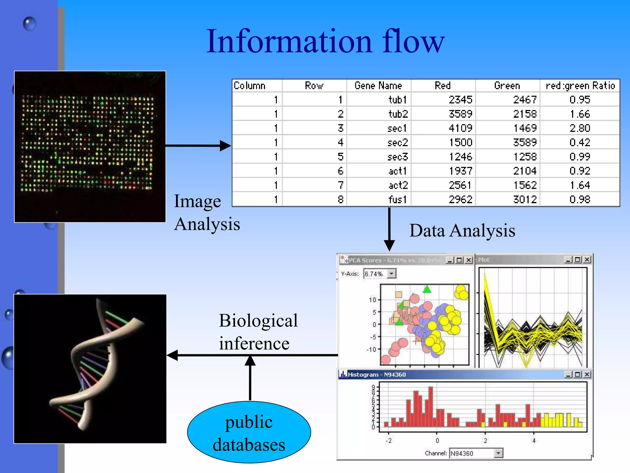 Measuring Gene Expression | PPTX