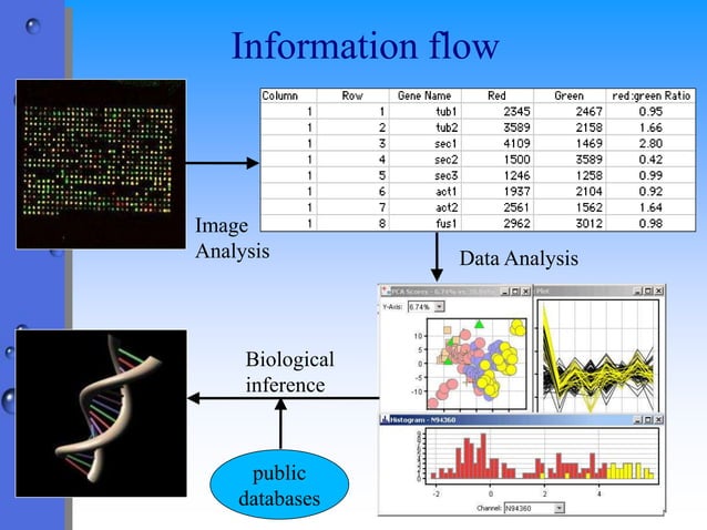 Measuring Gene Expression | PPTX