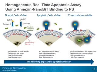 Measuring apoptosis in real time with a new luminescent method | PDF