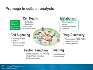 Measuring apoptosis in real time with a new luminescent method | PDF