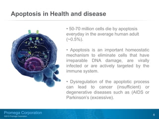 Measuring apoptosis in real time with a new luminescent method | PDF