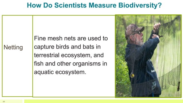 Measuring Biodiversity.pptx_Methods&processes | PPT