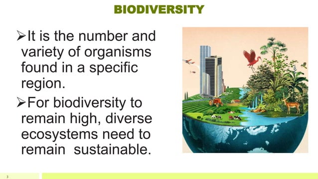 Measuring Biodiversity.pptx_Methods&processes | PPT