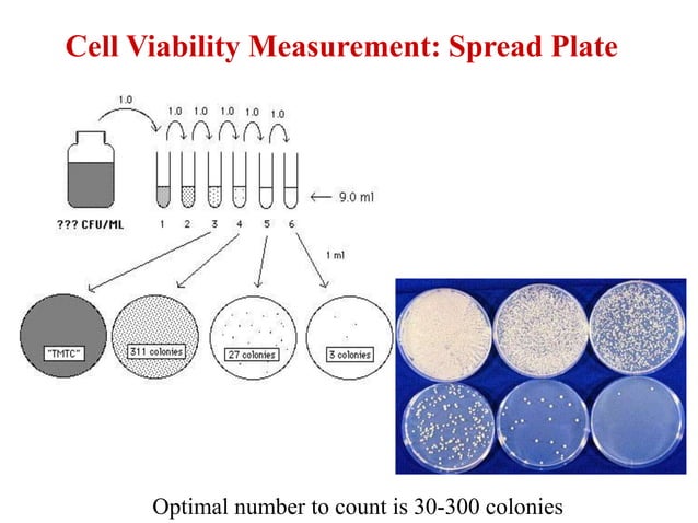 Measuring Microbial Growth.ppt | Biological Sciences | Science