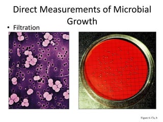 Measuring Microbial Growth.ppt