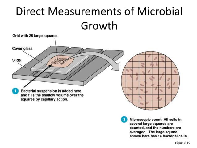 Measuring Microbial Growth.ppt | Biological Sciences | Science
