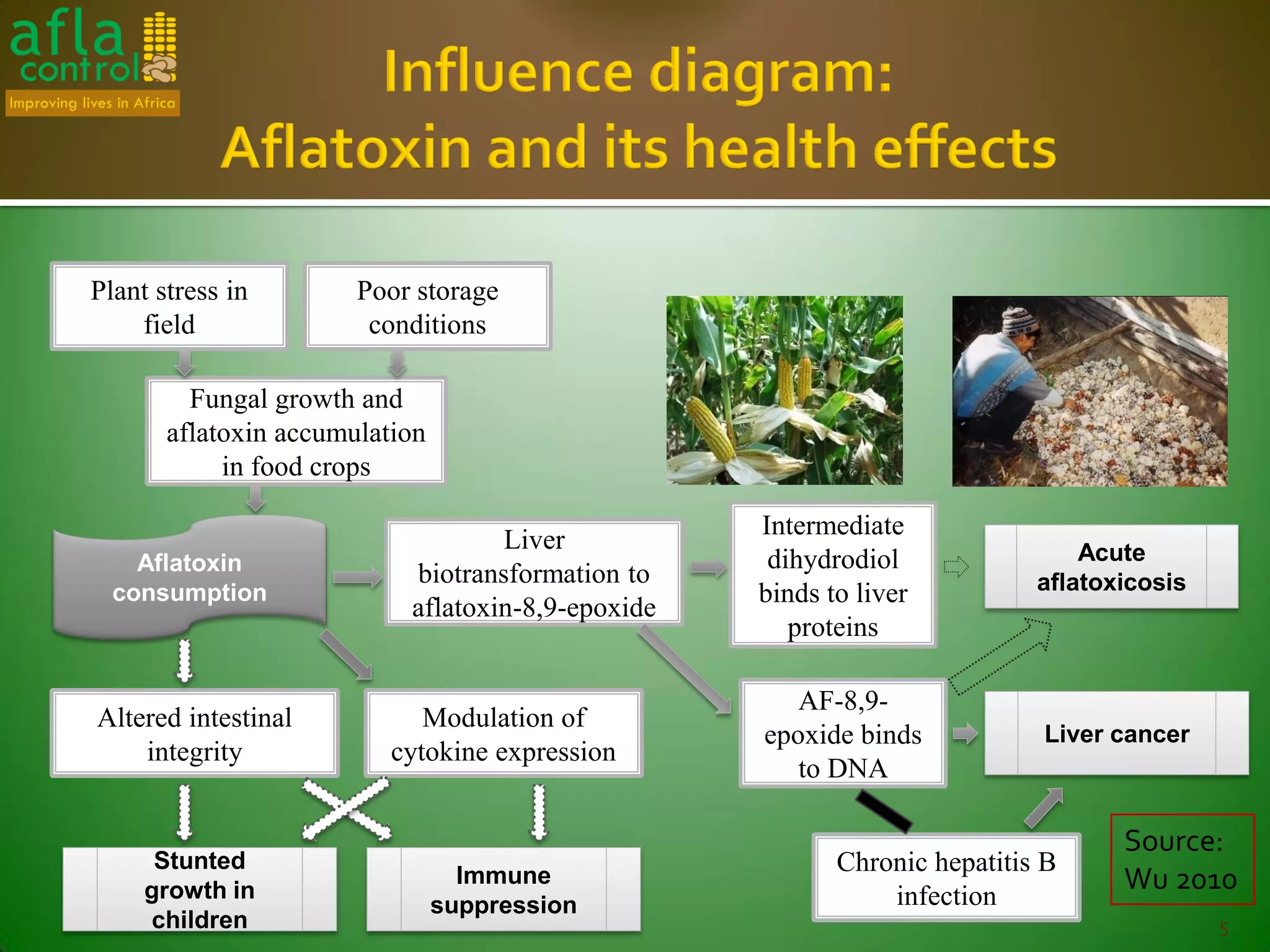 Measuring the burden of aflatoxin induced human disease | PDF ...