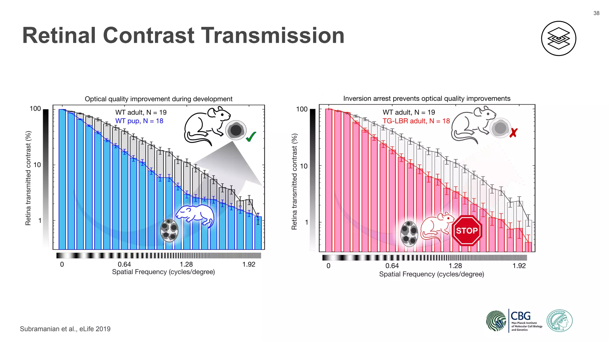 Measuring visual acuity and contrast sensitivity by optomotor reflex in ...
