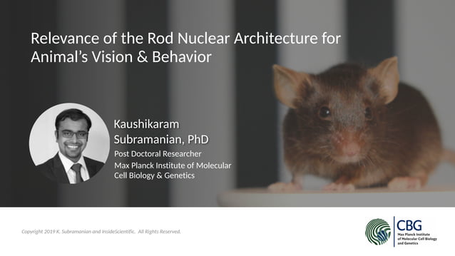 Measuring visual acuity and contrast sensitivity by optomotor reflex in ...