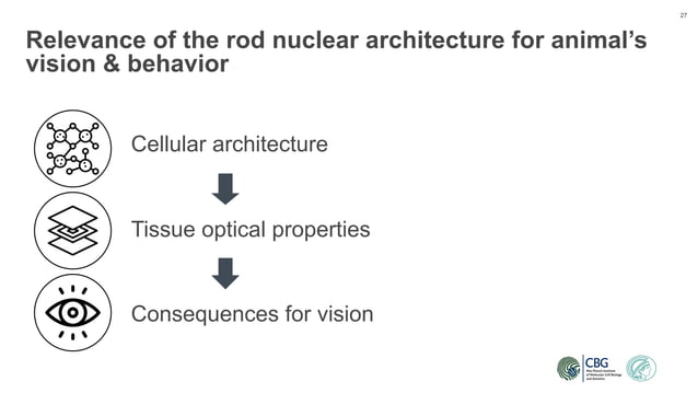 Measuring visual acuity and contrast sensitivity by optomotor reflex in ...