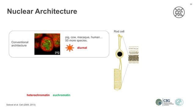 Measuring visual acuity and contrast sensitivity by optomotor reflex in ...