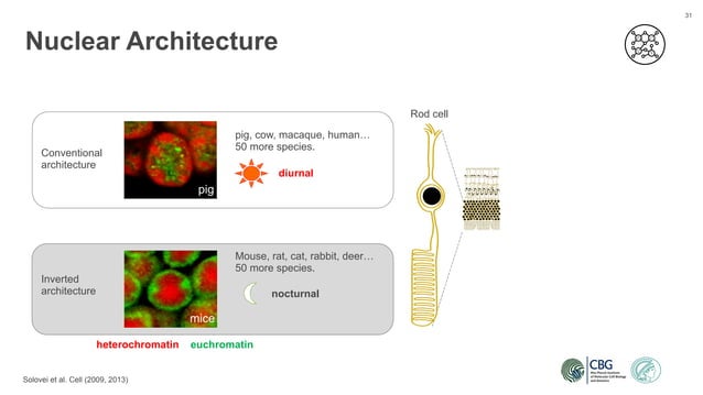 Measuring visual acuity and contrast sensitivity by optomotor reflex in ...