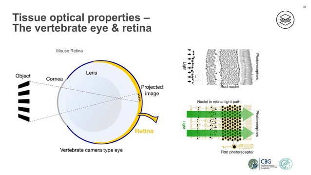 Measuring visual acuity and contrast sensitivity by optomotor reflex in ...