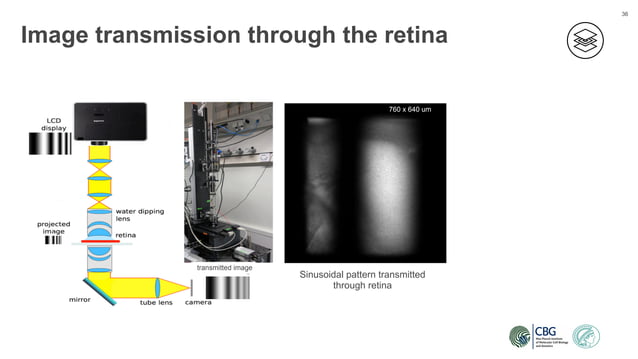 Measuring visual acuity and contrast sensitivity by optomotor reflex in ...