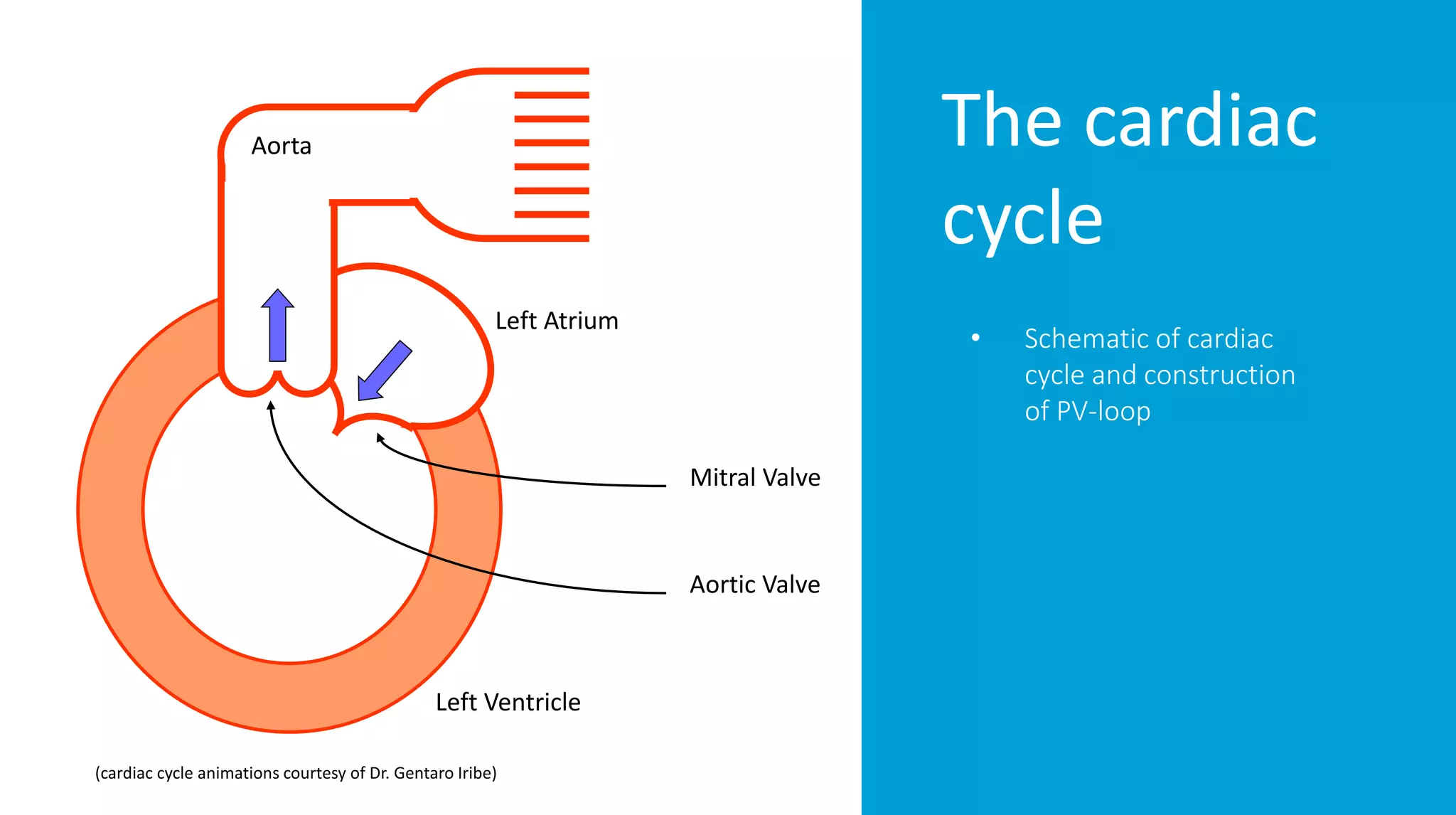 Measuring Work in Single Isolated Cardiomyocytes: Replicating the ...