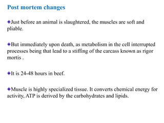 Meat skeletal muscles with natturally attached tissues | PPTX