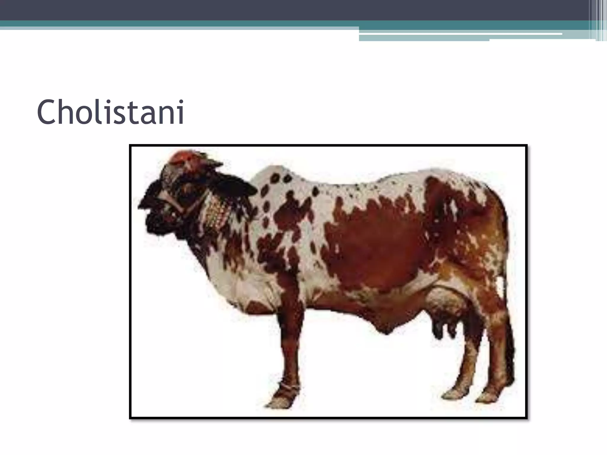 Meat breeds in Pakistan | PPTX