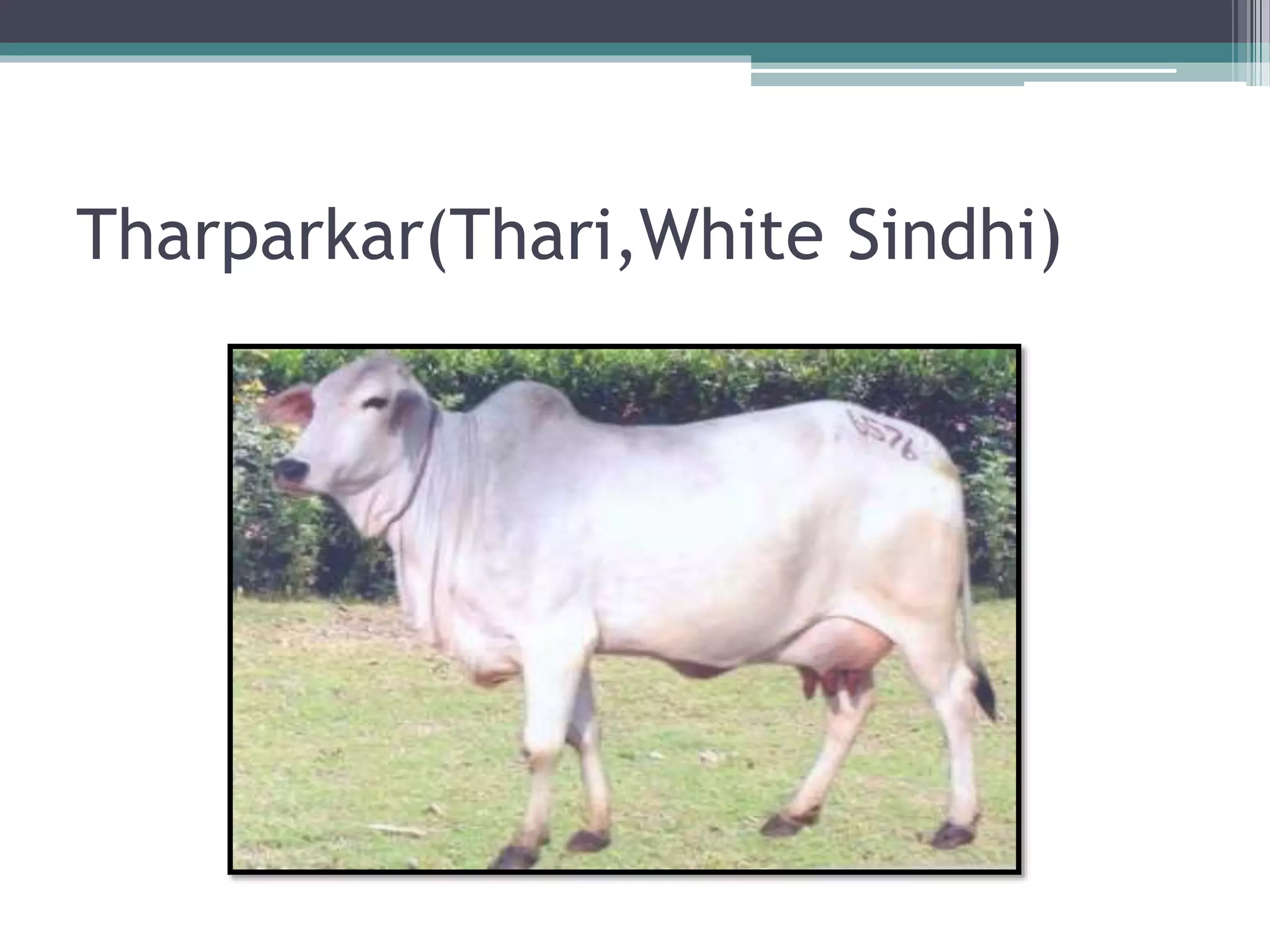 Meat breeds in Pakistan | PPTX