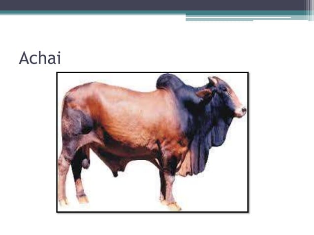 Meat breeds in Pakistan | PPTX