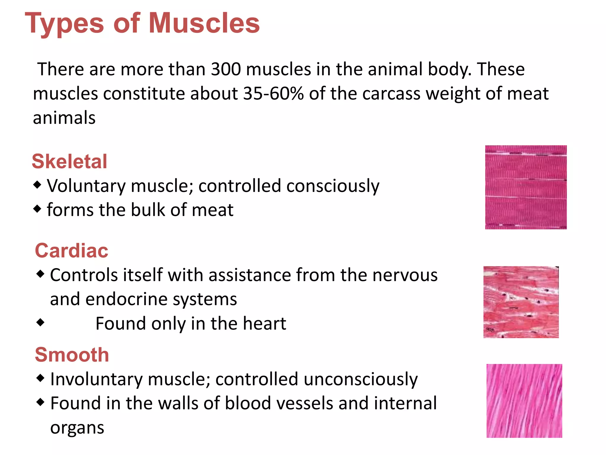 Meat composition | PPTX