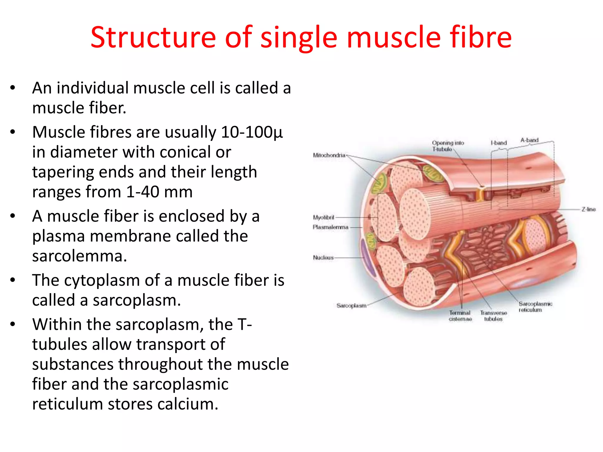 Meat composition | PPTX
