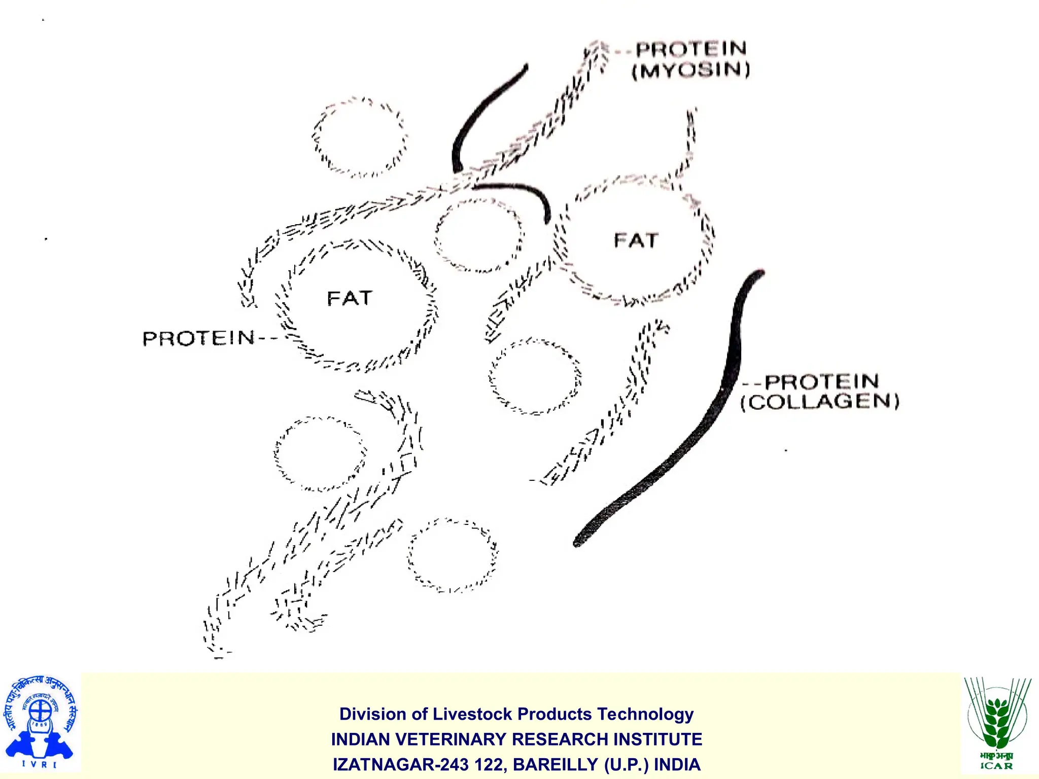 Meat Emulsion-Factors affecting emulsion stability.ppt