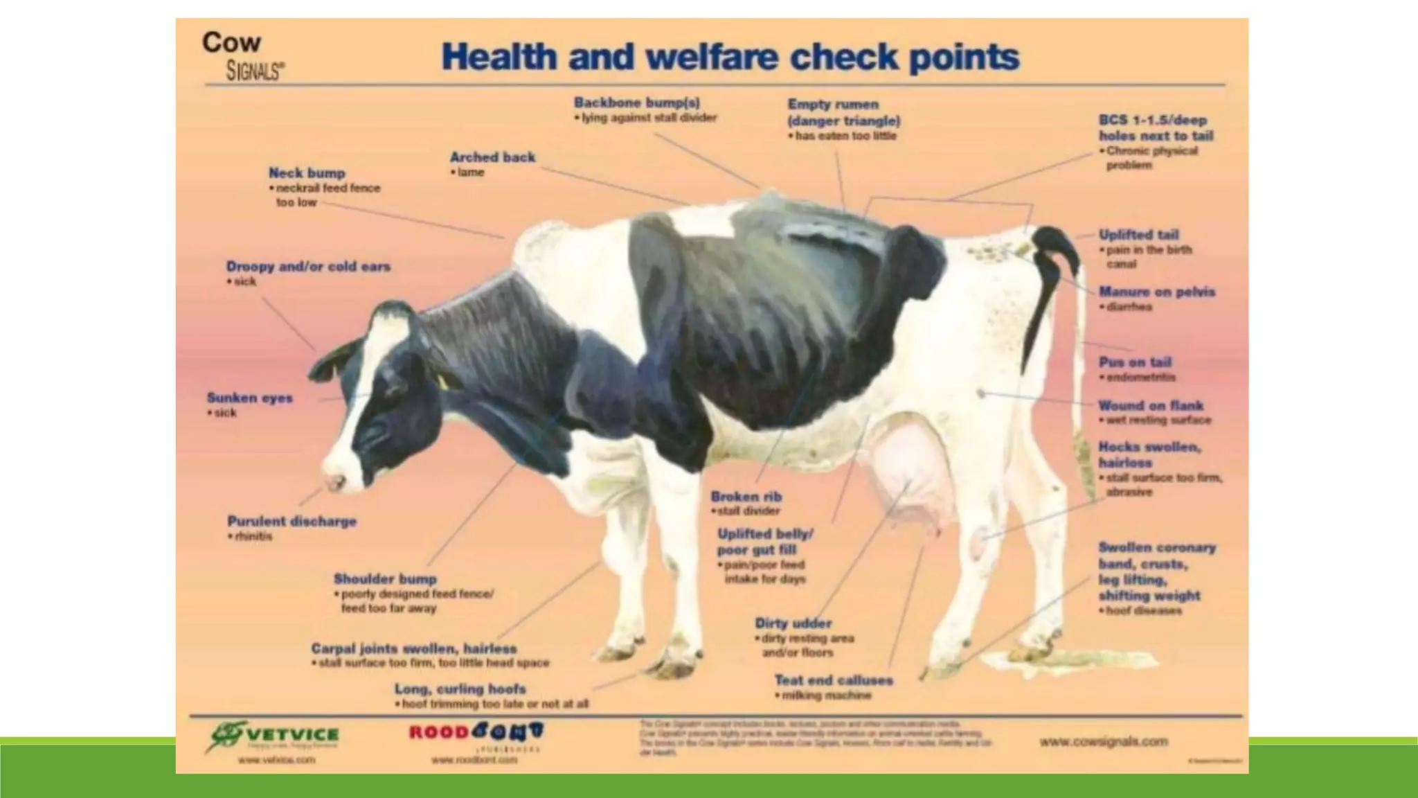 Meat hygiene and inspection | PPT