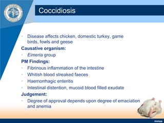 Meat Inspection In Poultry | PPSX